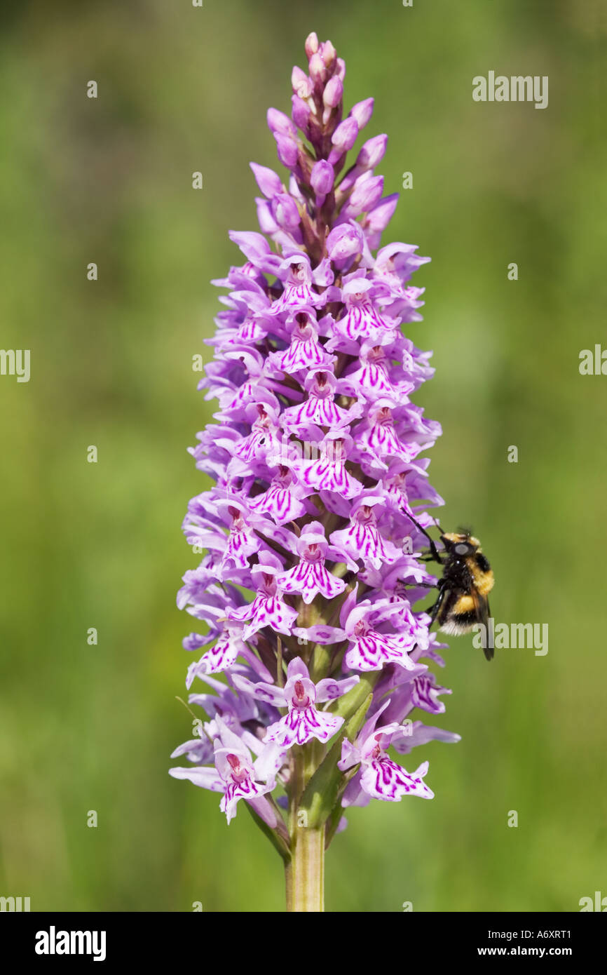 Honey Bee pollinating Common Spotted Orchid Dactylorhiza fuchsii Stock ...