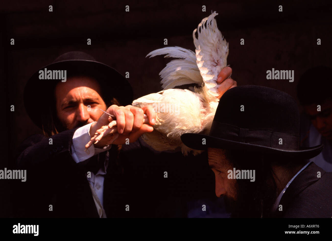 Yom kippur israel chicken hi-res stock photography and images - Alamy