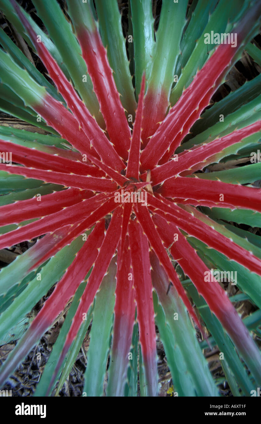 Caribbean, Curacao. Chrstoffel National Park. Cactus detail Stock Photo ...