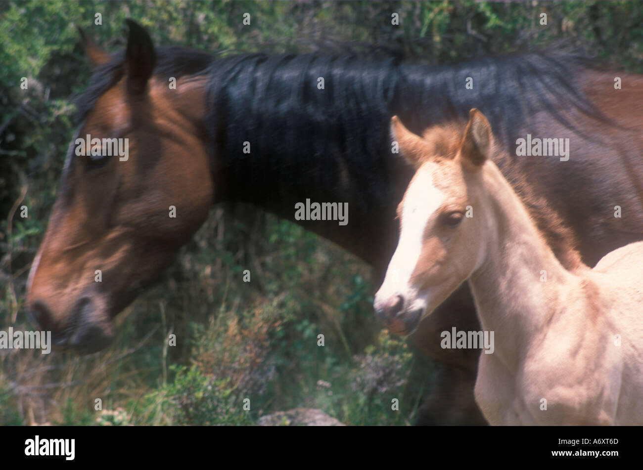 Little colt with his mother Stock Photo - Alamy