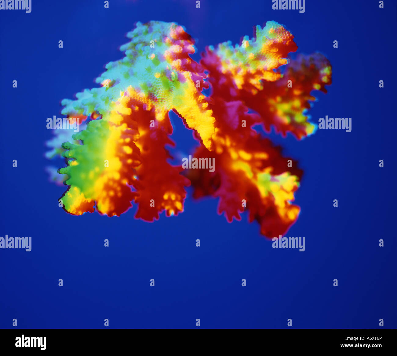 brightly coloured coral on a blue background Stock Photo - Alamy