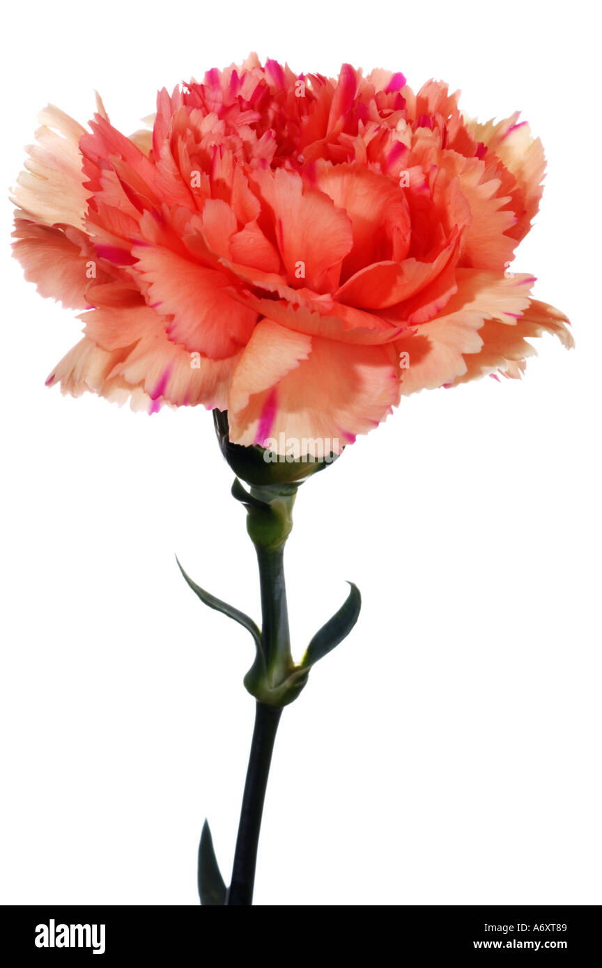 Single red carnation close up against light background Stock Photo - Alamy