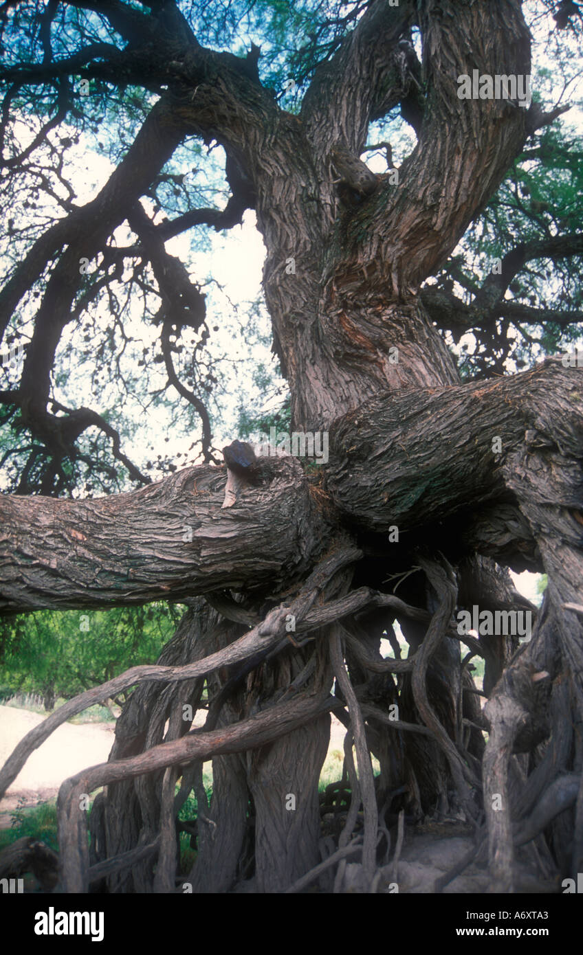 Unearthed mesquite tree Stock Photo - Alamy