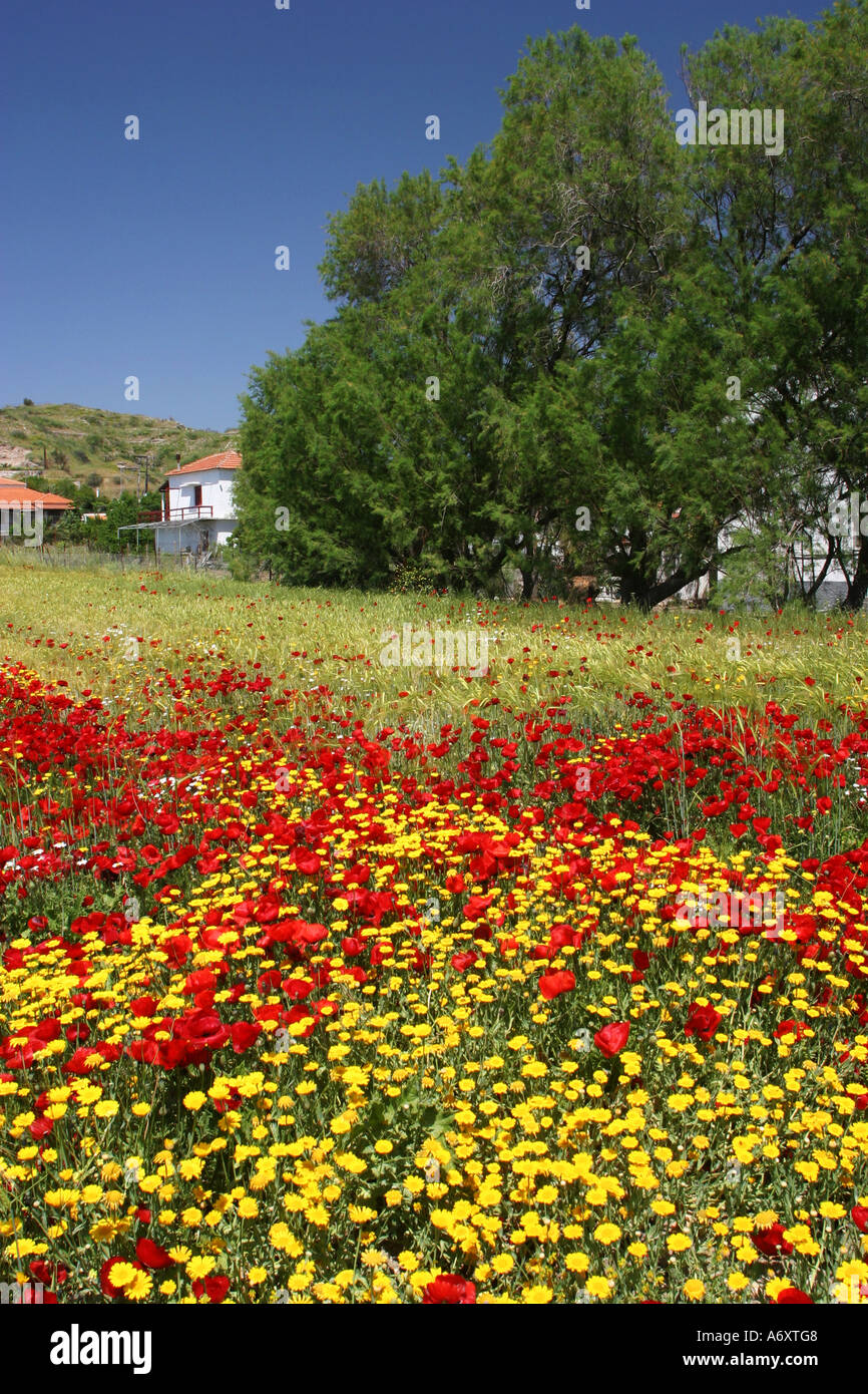 A field of poppies and yellow daisies Lesvos Greece Stock Photo - Alamy