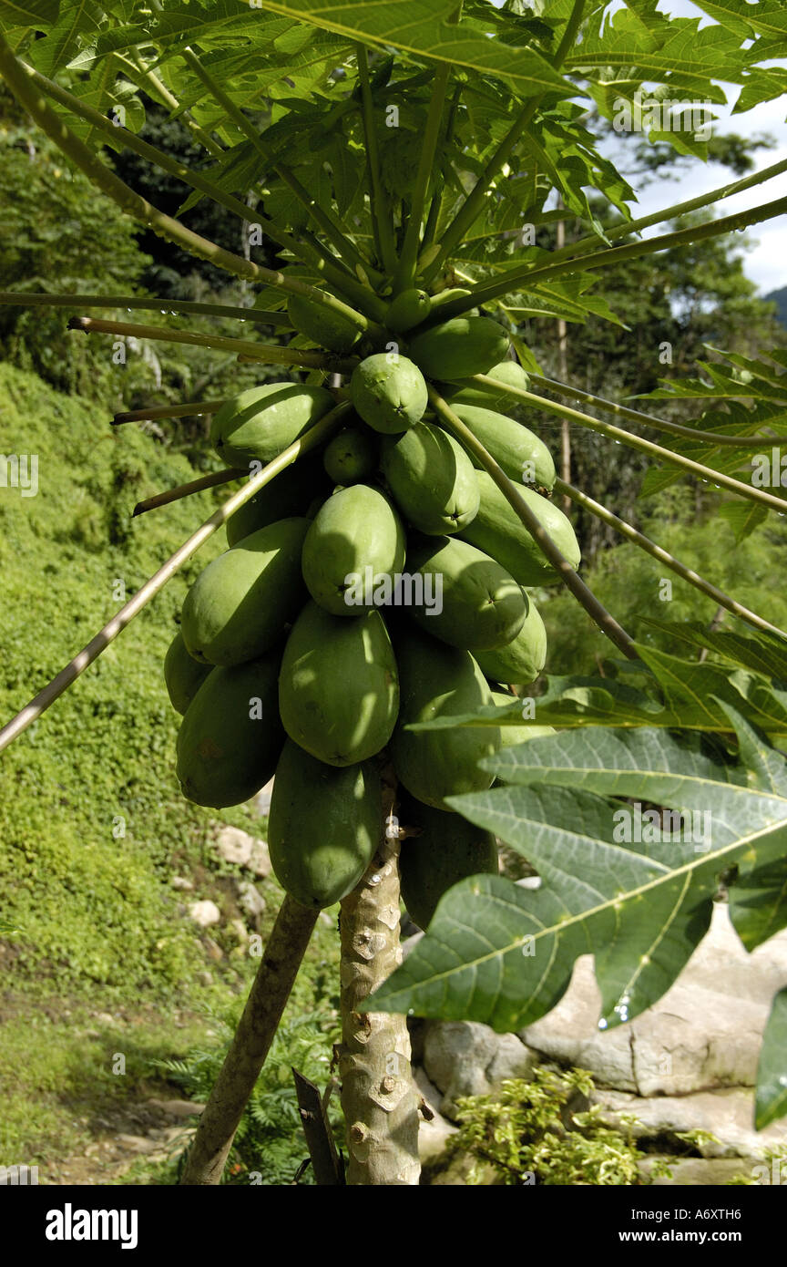 Papaya Papaw or Paw Paw tree Stock Photo - Alamy