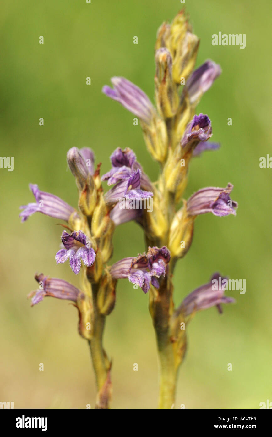 Purple Broomrape Parasitic plant Stock Photo - Alamy