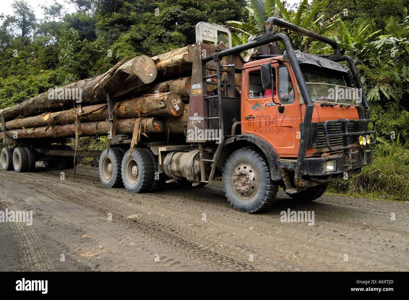 Logging trucks removing timber from rain forest Malaysia Stock Photo ...