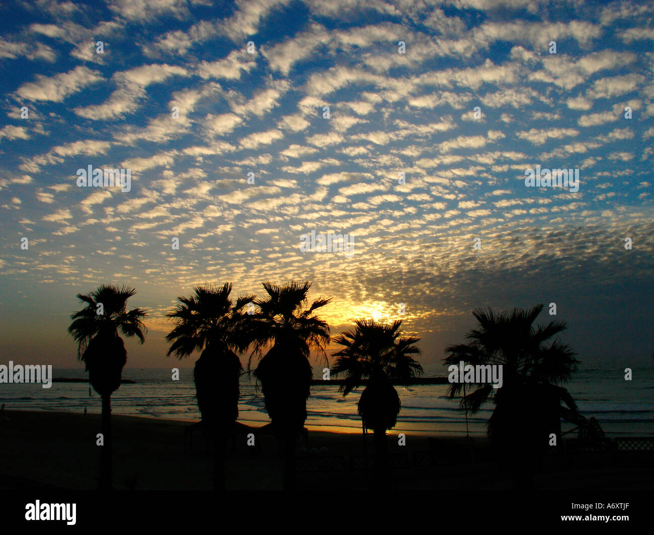 Israel tel aviv palm trees hi-res stock photography and images - Alamy