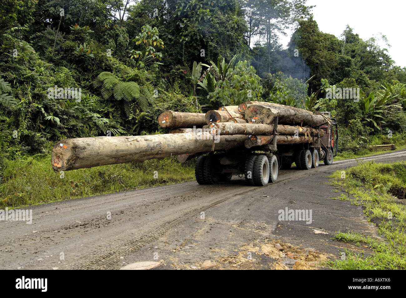 Logging trucks removing timber from rain forest Malaysia Stock Photo ...