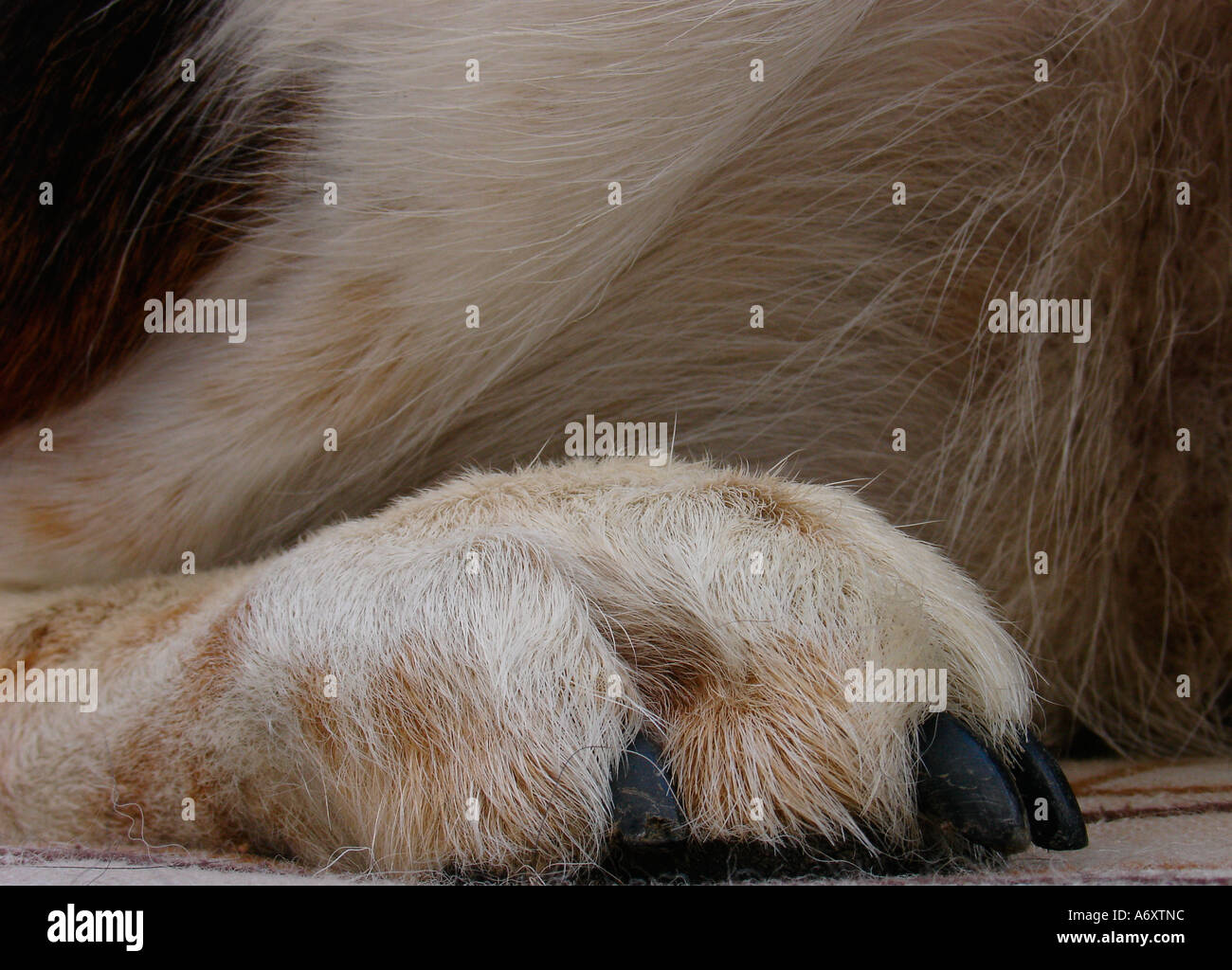 Rear paw of a dog Stock Photo - Alamy