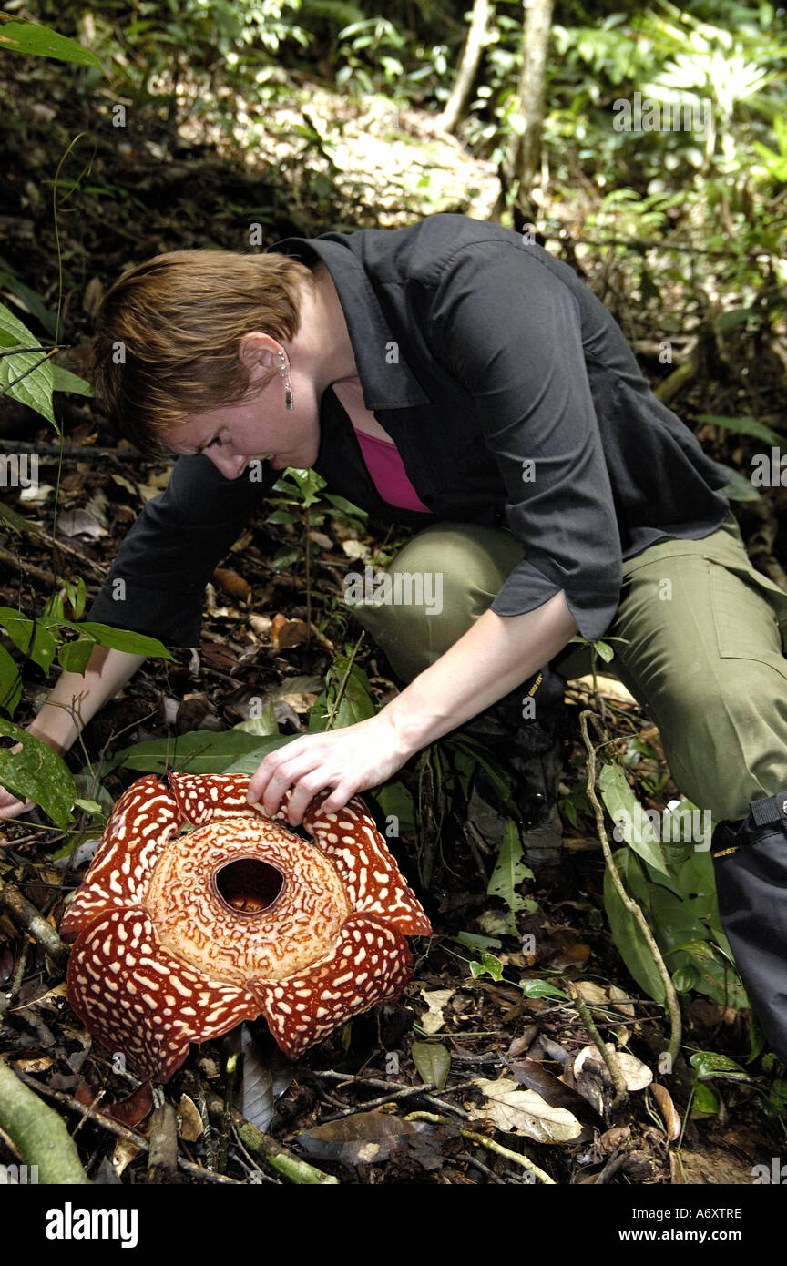 Parasitic largest flower hi-res stock photography and images - Alamy