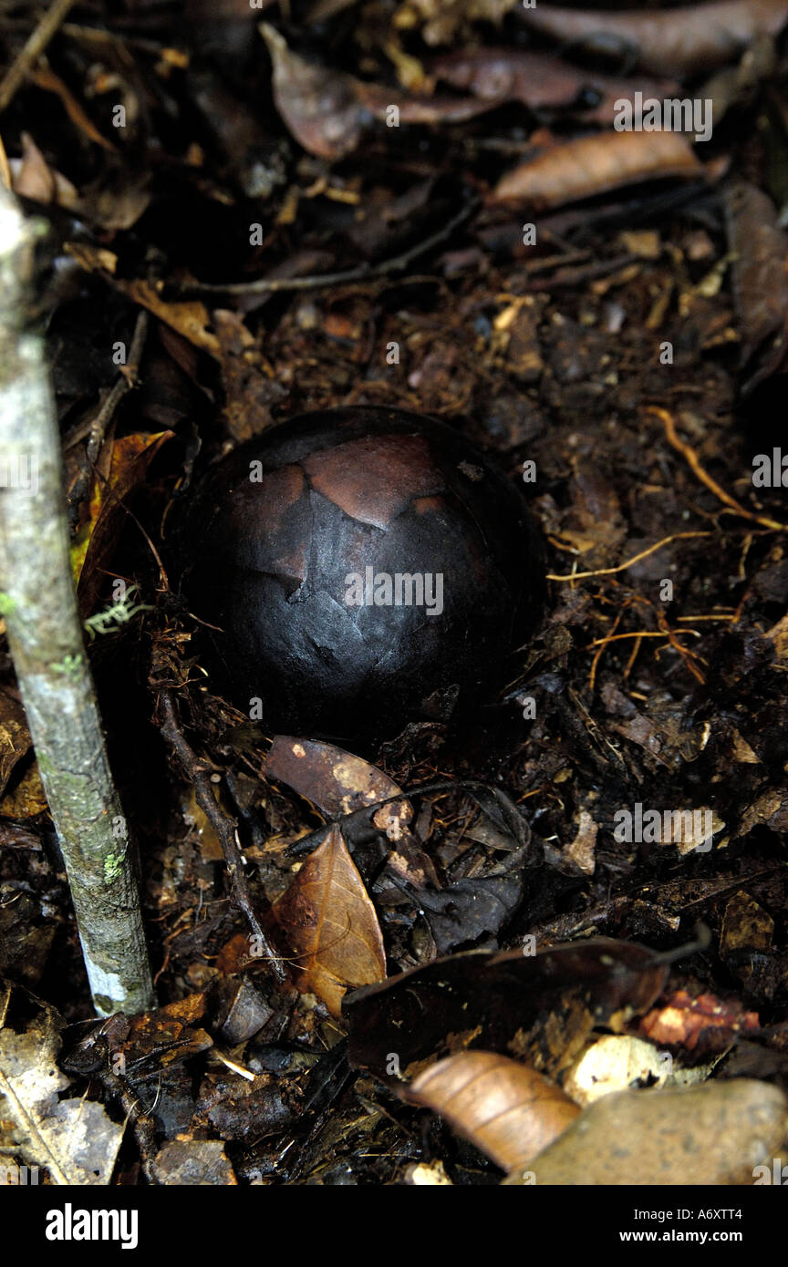 bud of Rafflesia flower before flowering Stock Photo - Alamy