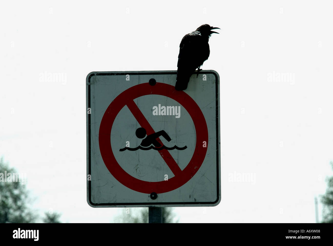 Crow & Sign Stock Photo - Alamy