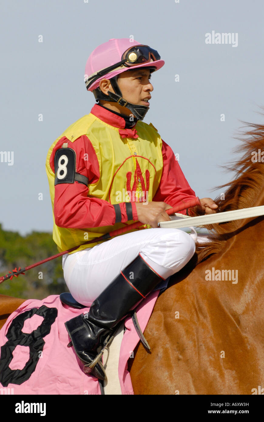 Thoroughbred horse race tampa bay hi-res stock photography and images ...