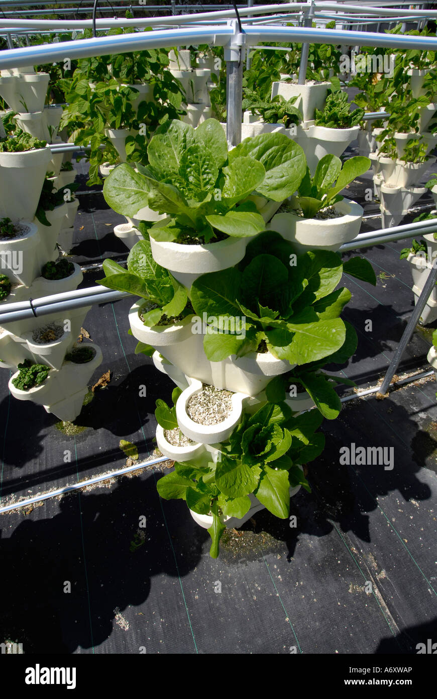 Bibb and Romaine Lettuce Grow at Hydroponics Farm in Ruskin Florida ...