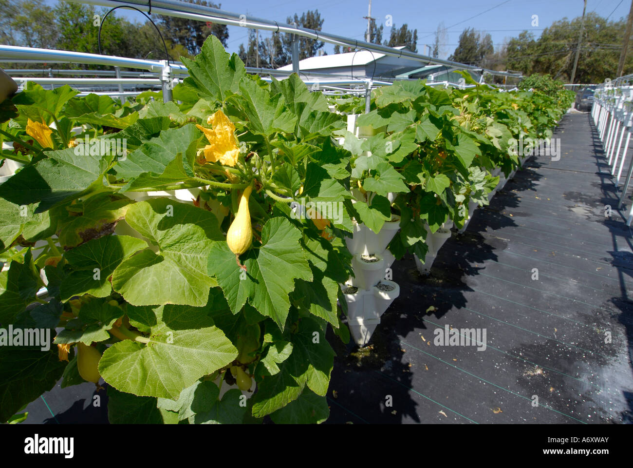 Yellow Squash Grows at Hydroponics Farm in Ruskin Florida Tampa ...