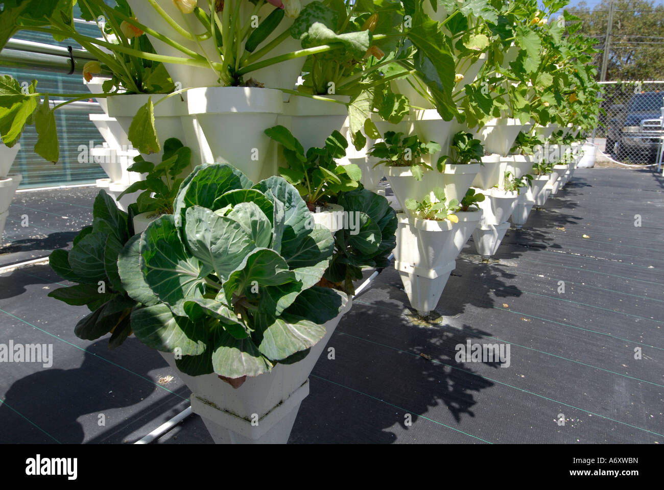 Cabbage and Squash Grow at Hydroponics Farming in Ruskin Florida Tampa ...