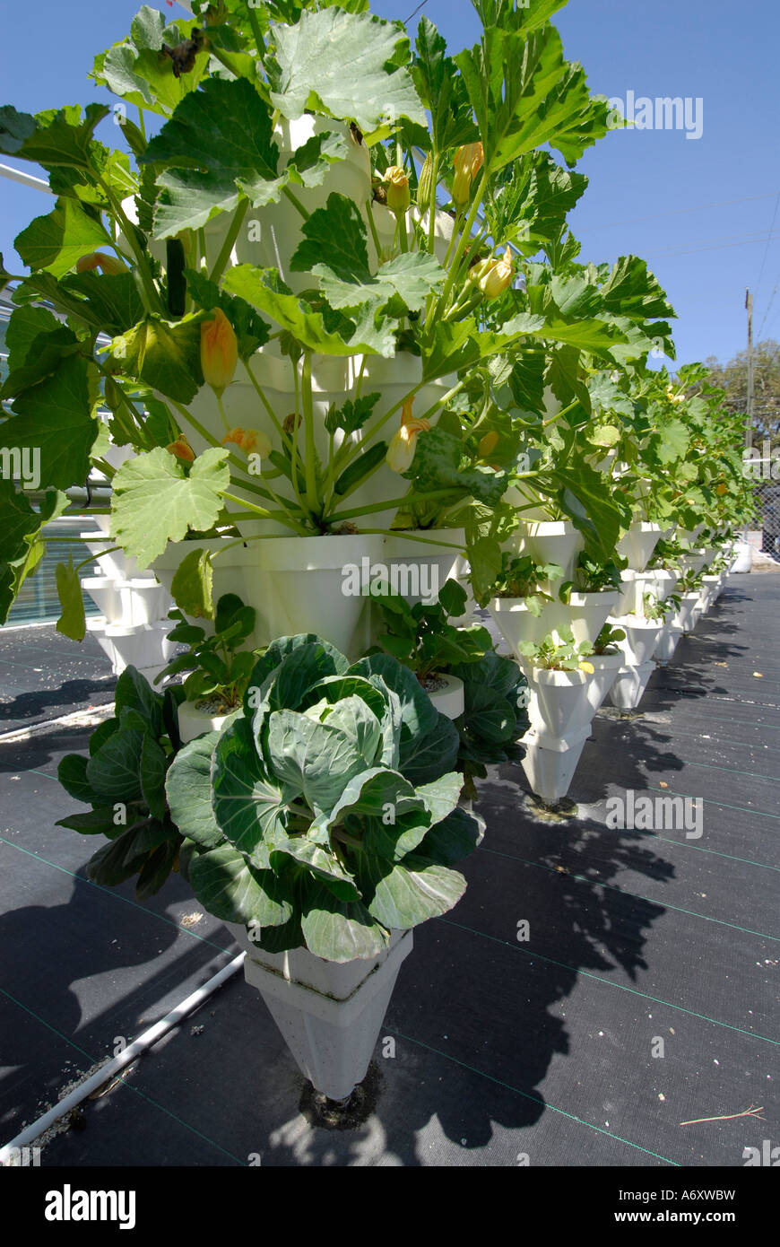 Cabbage and Squash Grow at Hydroponics Farming in Ruskin Florida Tampa ...
