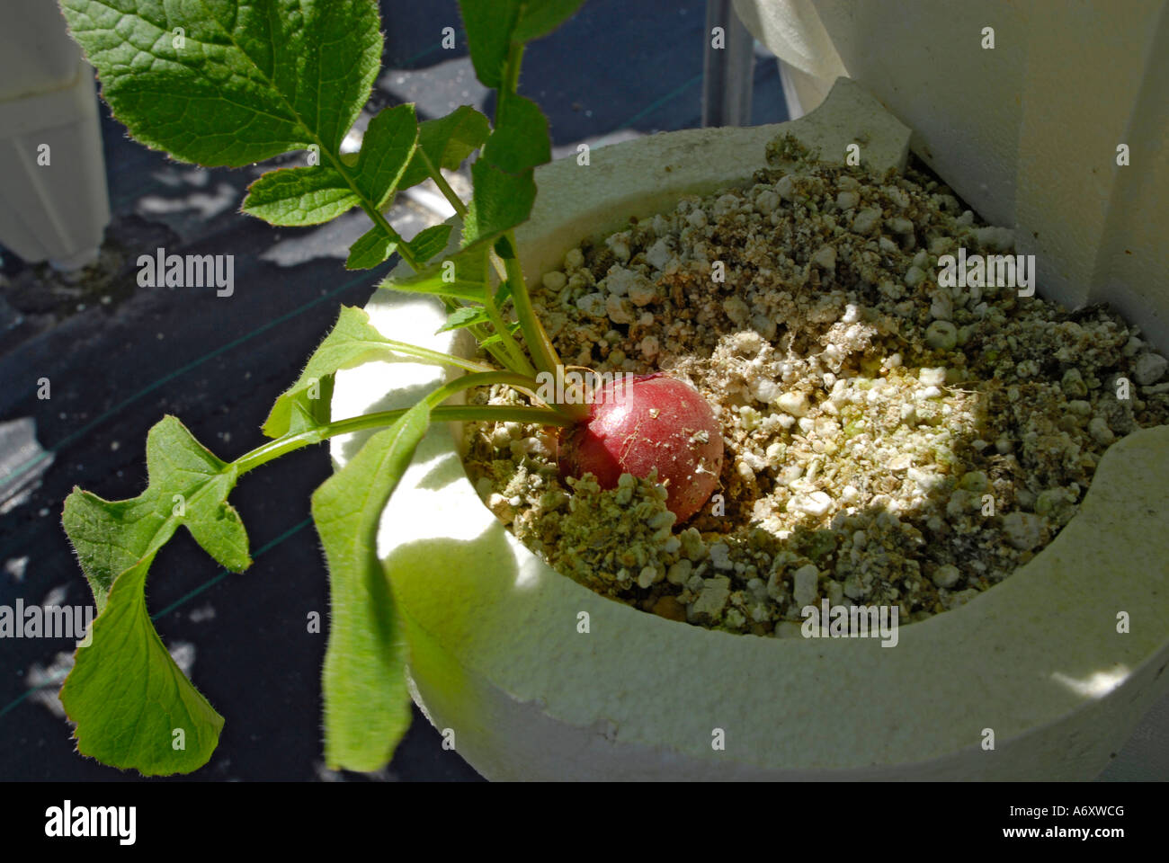 Red Radishes Grow at Hydroponics Farm in Ruskin Florida Tampa ...