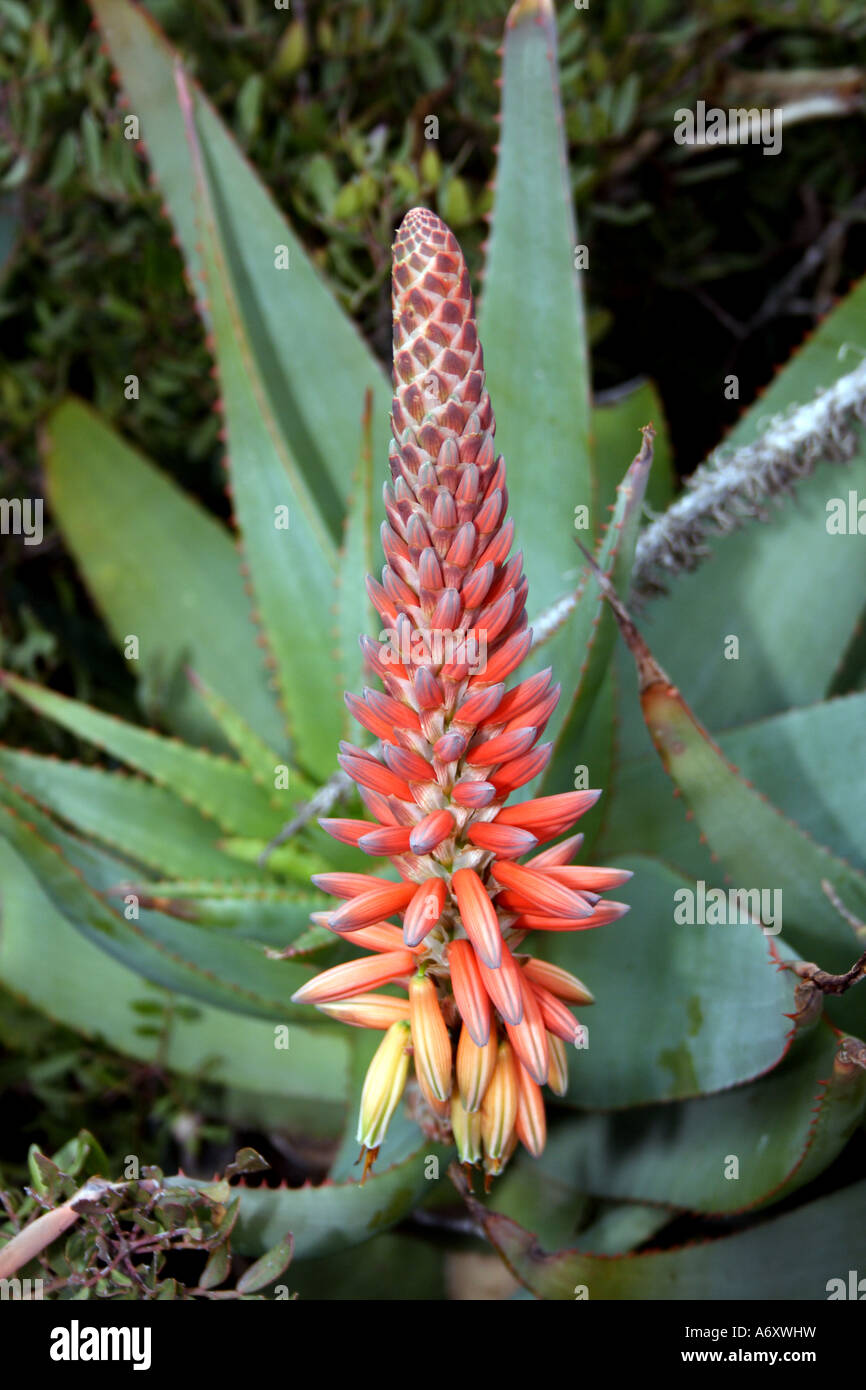Red flower of Agave Stock Photo - Alamy
