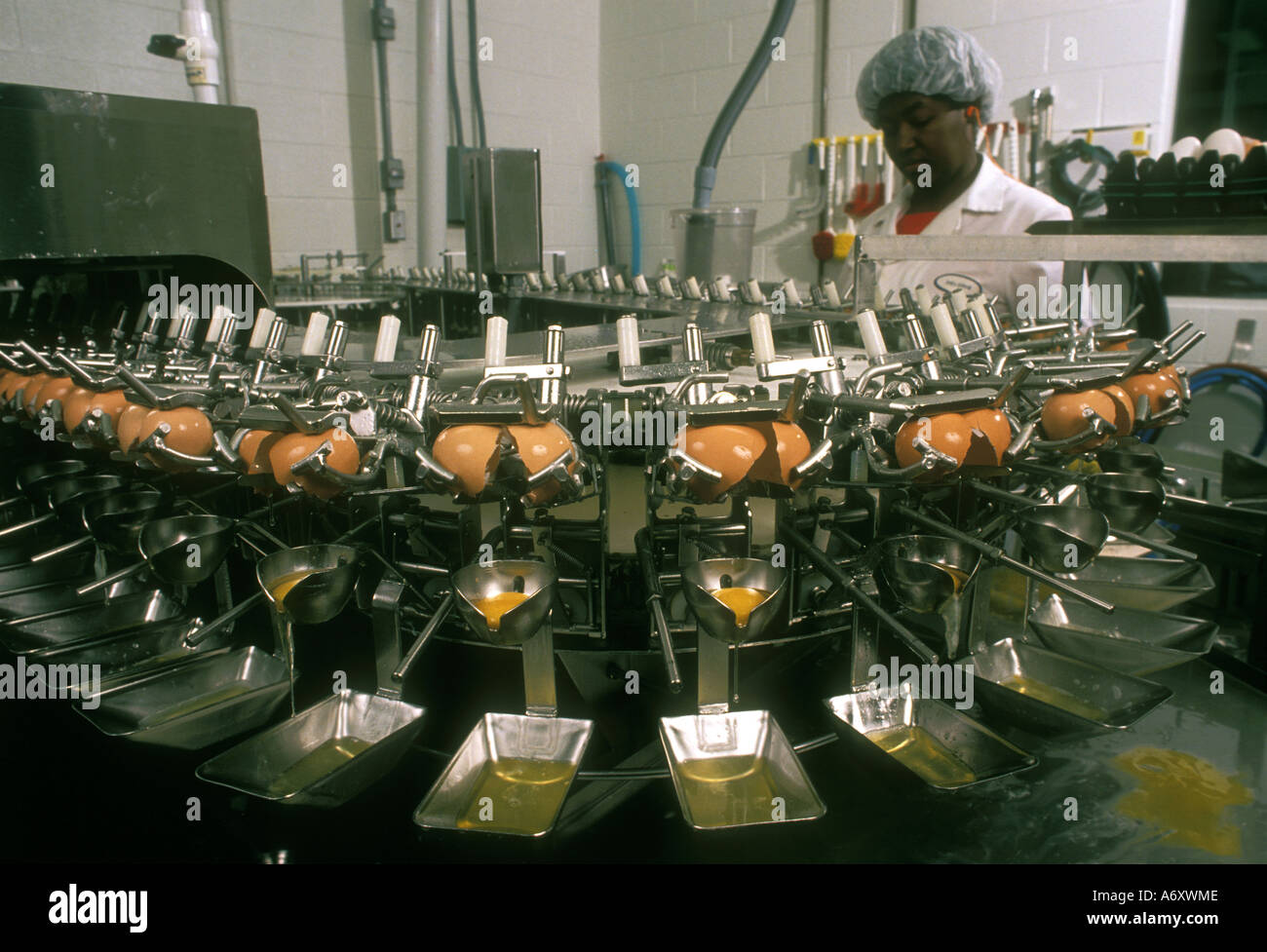 Automated equipment separates egg yolks from whites at egg processing ...