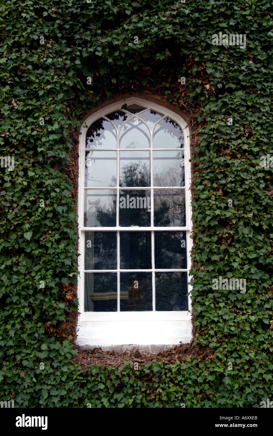 Victorian window with ivy around Stock Photo - Alamy