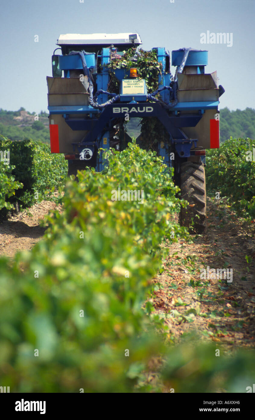 grape harvest with a harvester in France Languedoc Roussillon Stock ...