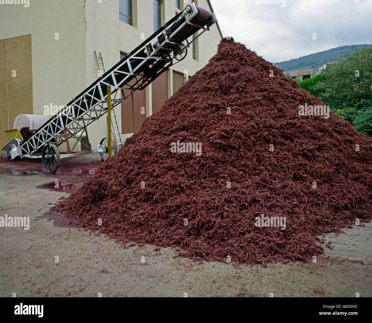 disposing rape grape pulp from wine production in France Stock Photo ...