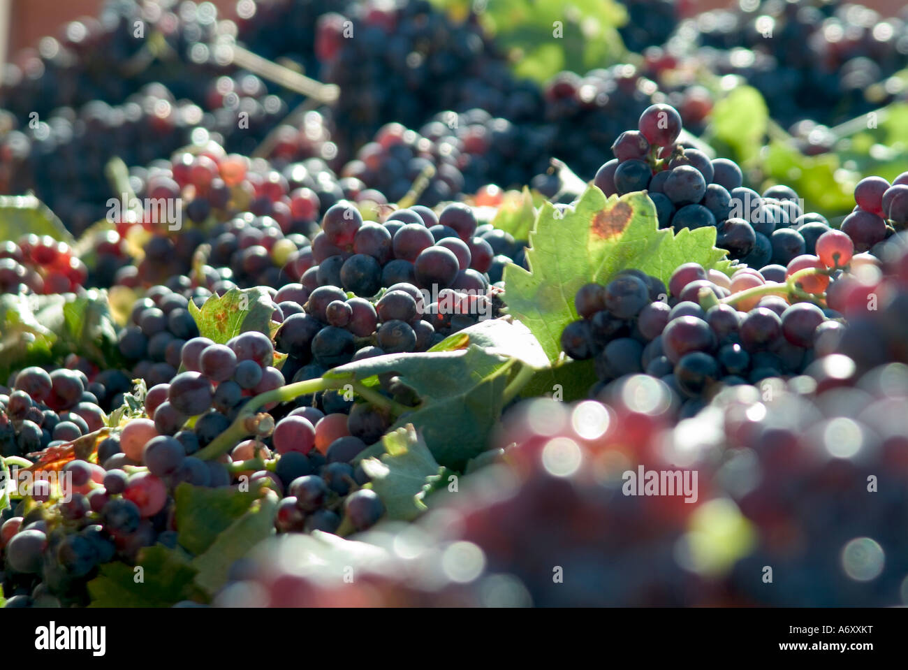 Close up of recently harvested grapes Stock Photo - Alamy