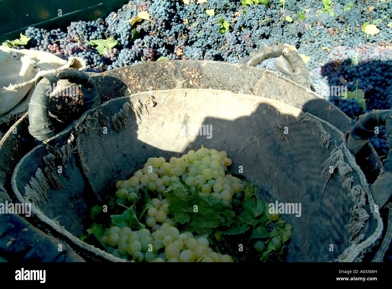 Trailer carrying black grapes two baskets and white grapes Stock Photo ...