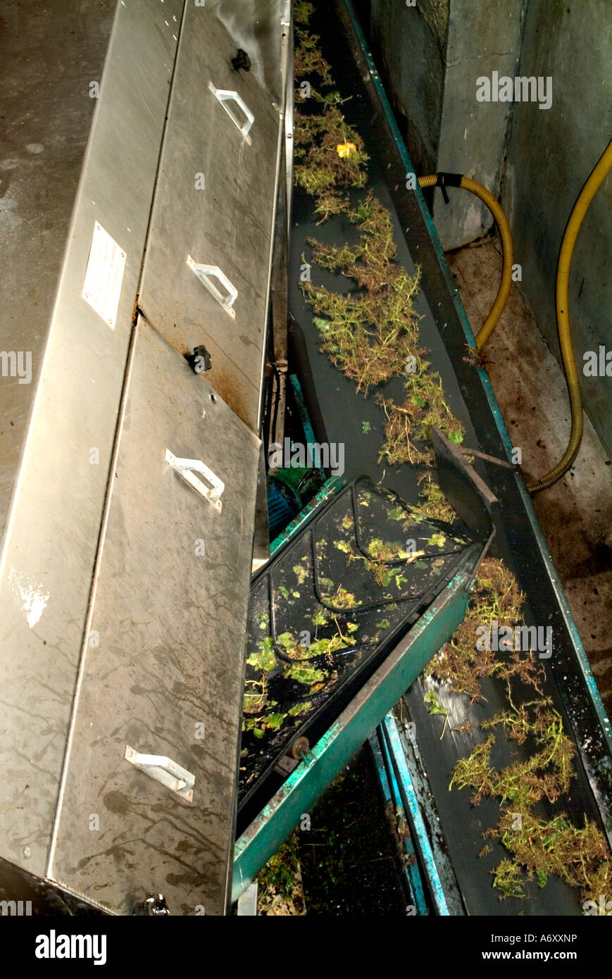 Removing grape pedicel Stock Photo - Alamy