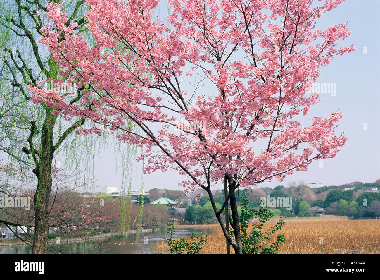 Spring blossom and lake at Ueno koen park Ueno Tokyo Japan Asia Stock ...