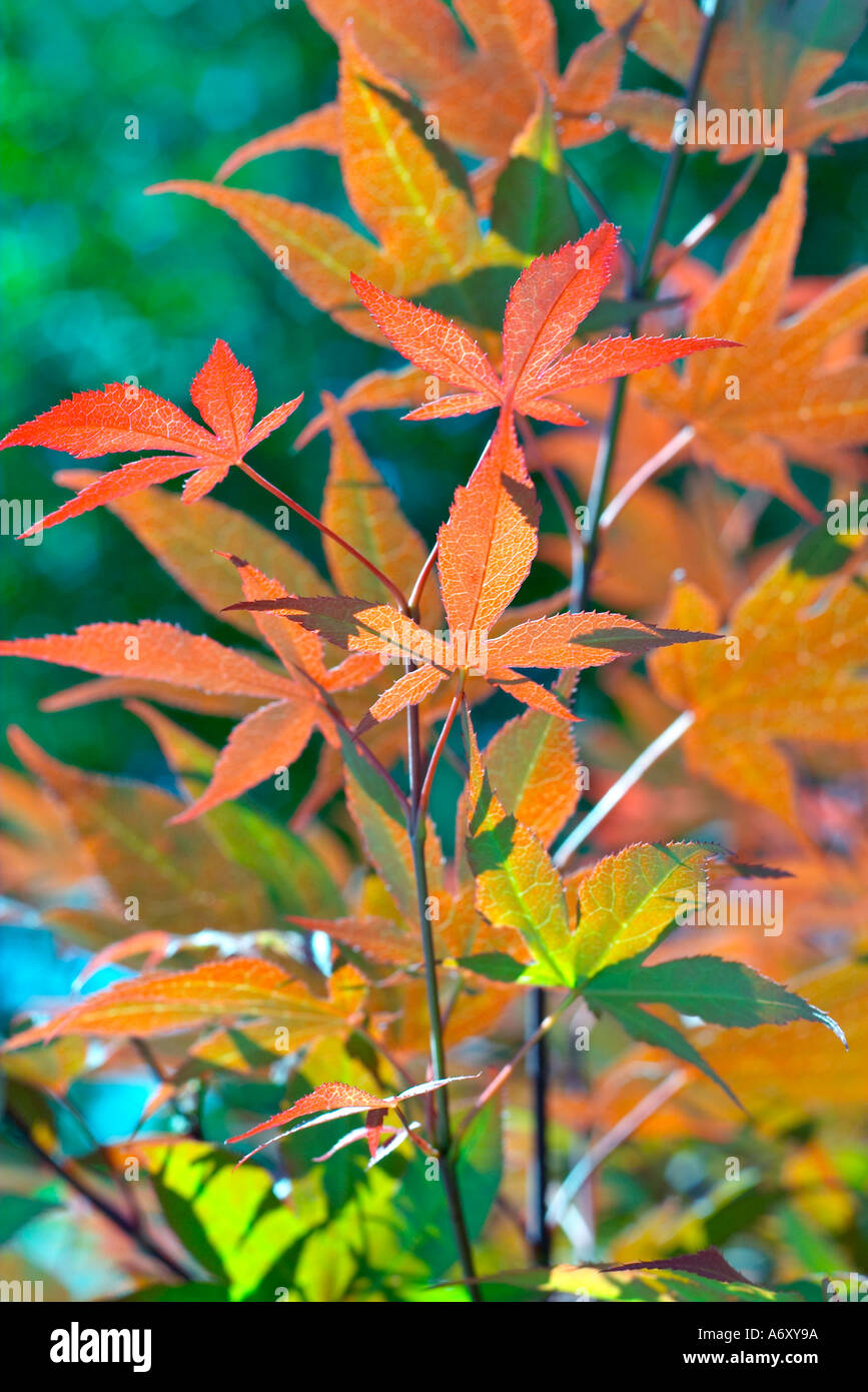 Japanese maple branch detail Acer Japonicum Stock Photo - Alamy