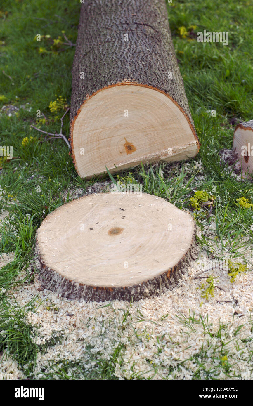 Logged trees stump clear cutting hi-res stock photography and images ...