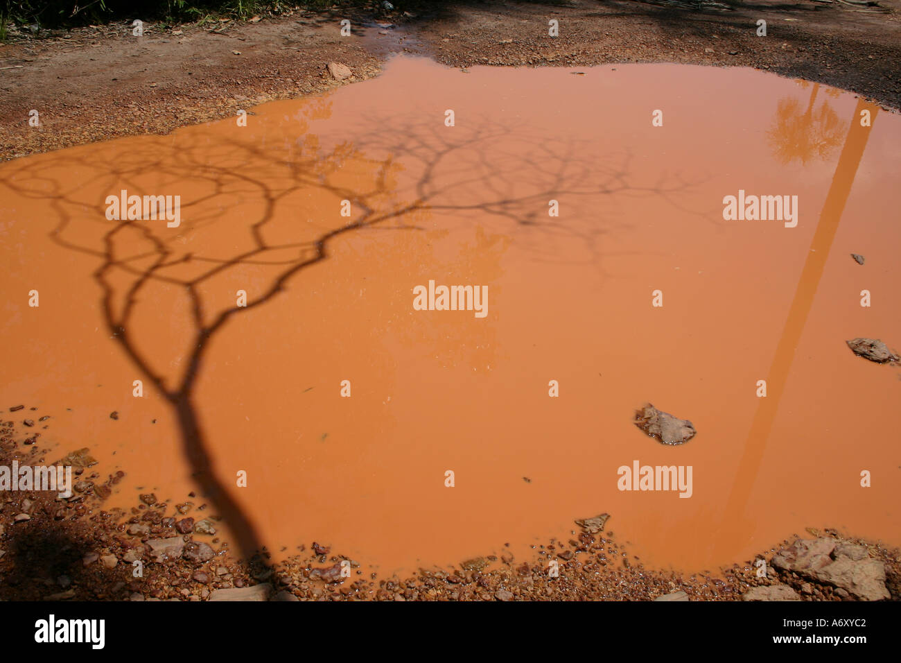 shadow of tree in puddle Stock Photo - Alamy