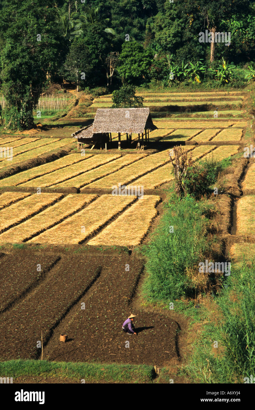 Thailand Thai Farm rice paddy field Mae Hong Son Stock Photo - Alamy
