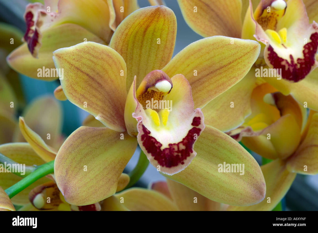 Latigo hi-res stock photography and images - Alamy