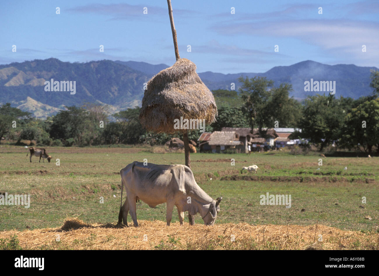 Cow grazing beside hi-res stock photography and images - Alamy