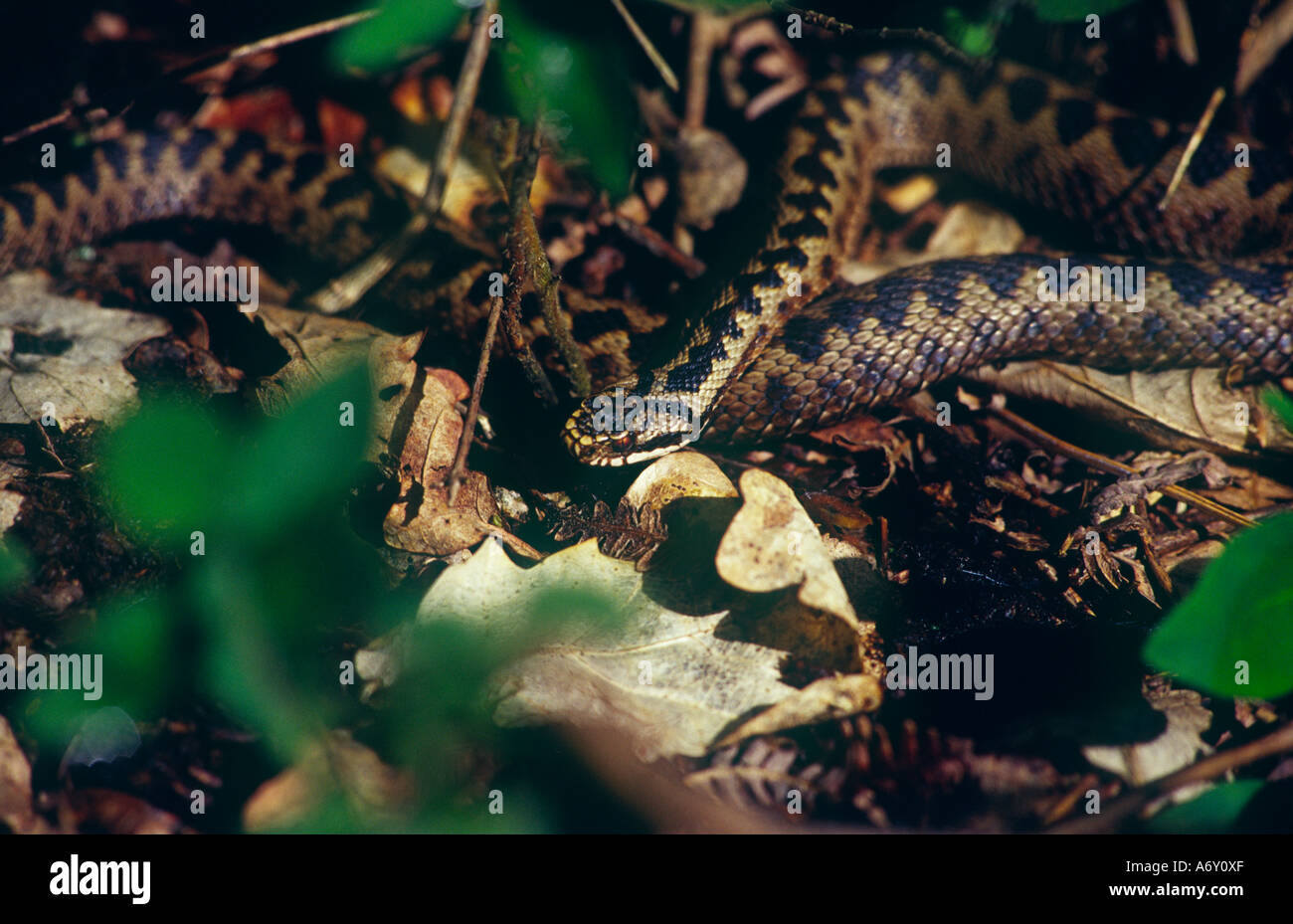 Common European Adder in leaf litter Essex England Stock Photo - Alamy