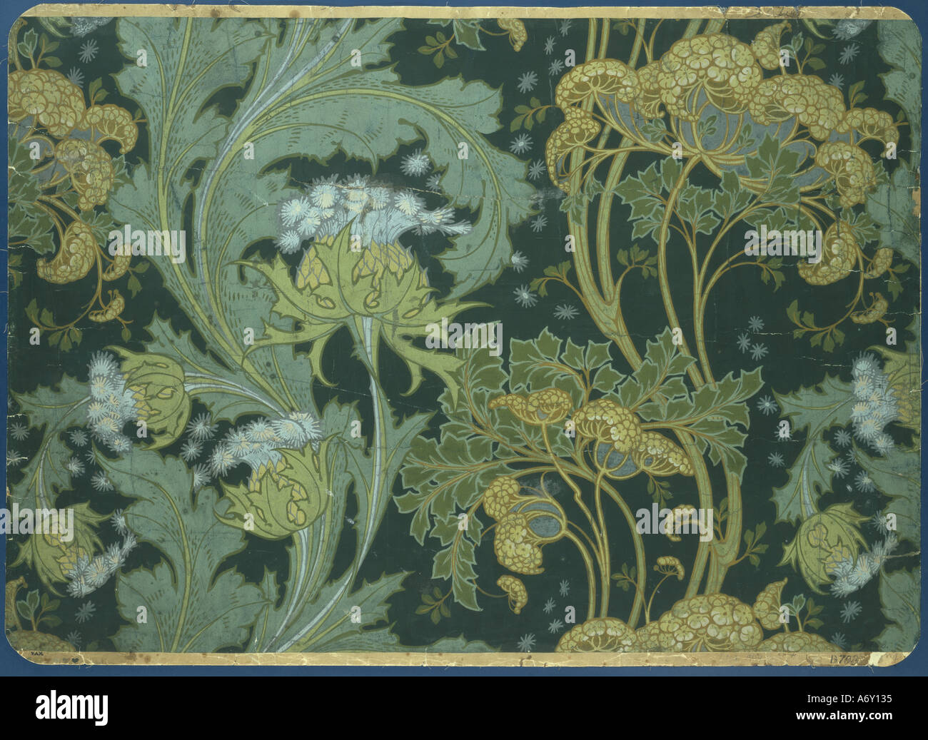 English hemlock hi-res stock photography and images - Alamy