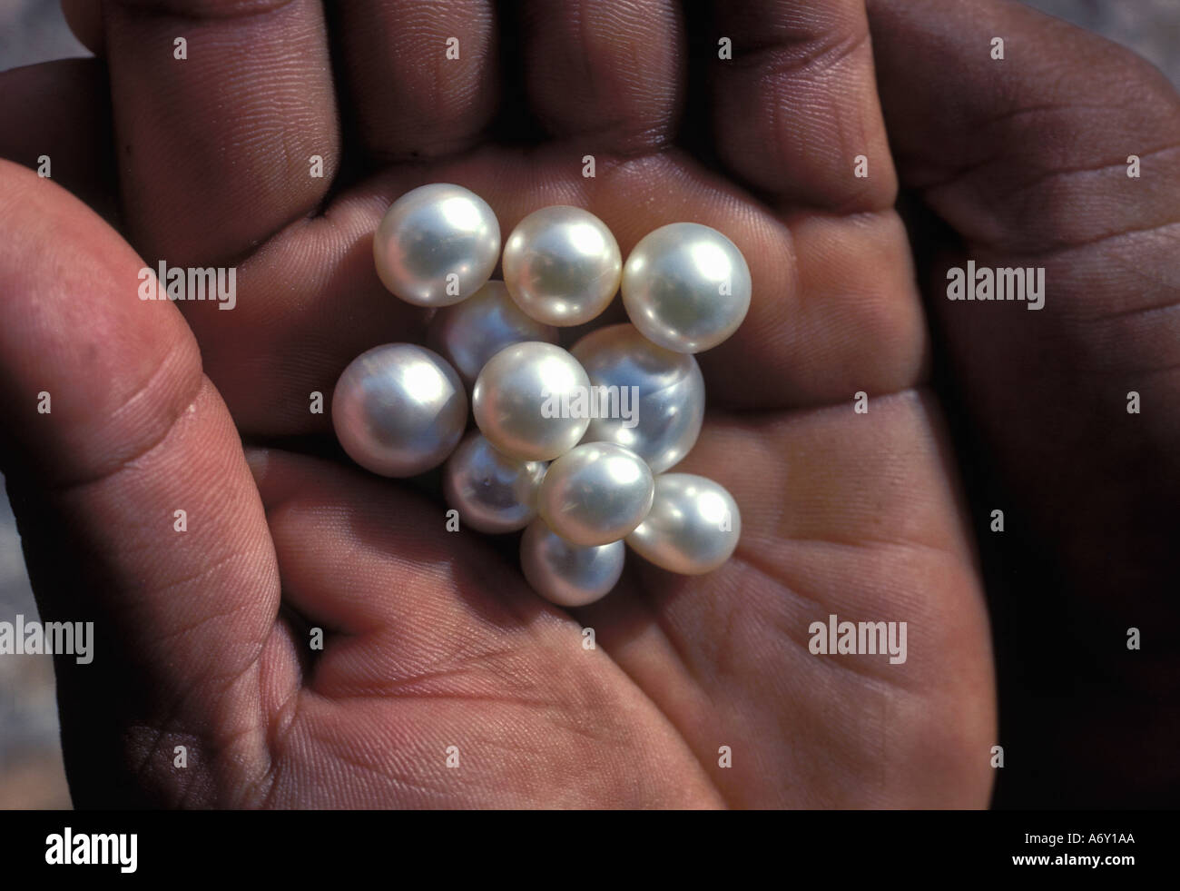 Cultured pearls from Broome Australia in the palm of an Aboriginal ...