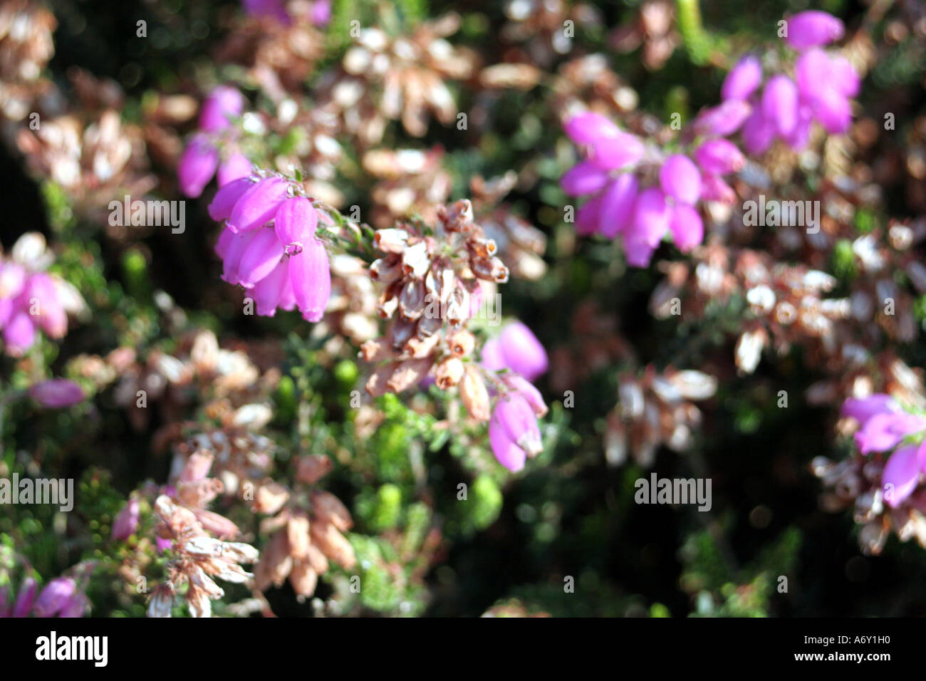 Heather. Erica X Stuartii - Irish Lemon Stock Photo - Alamy