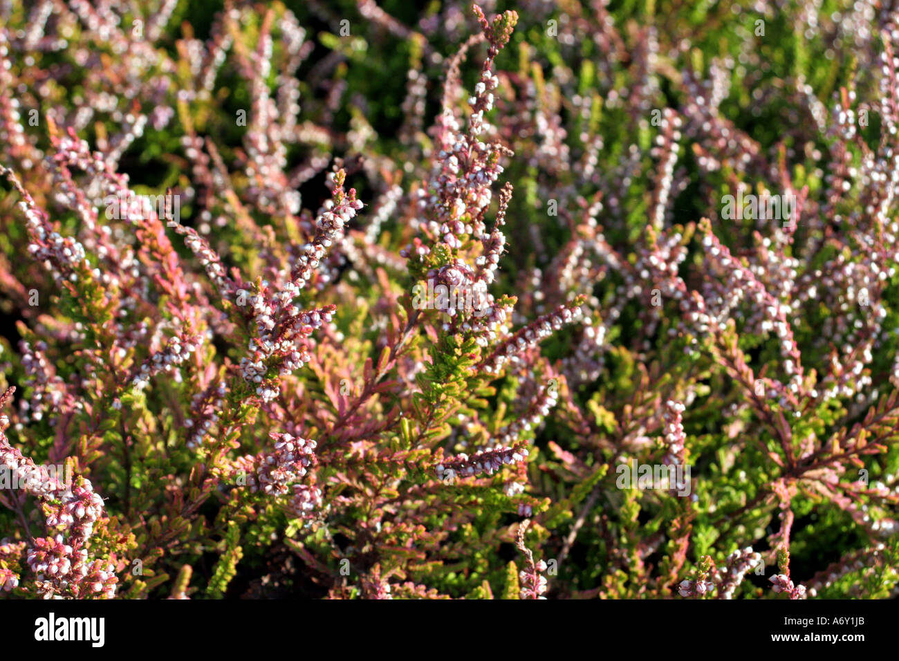 Heather. Calluna Vulgaris - Orange Max Stock Photo - Alamy