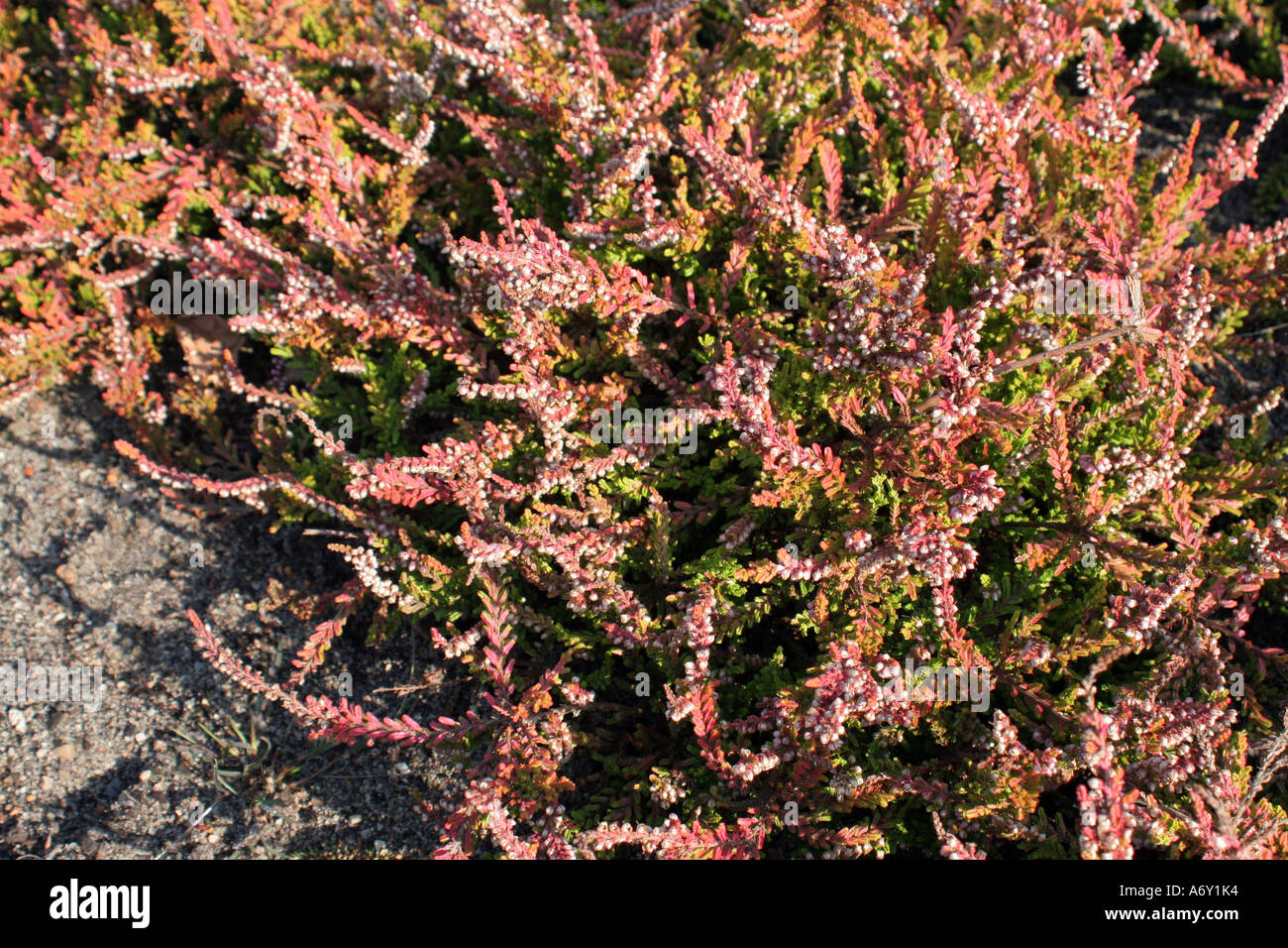 Heather. Calluna Vulgaris - Orange Max Stock Photo - Alamy