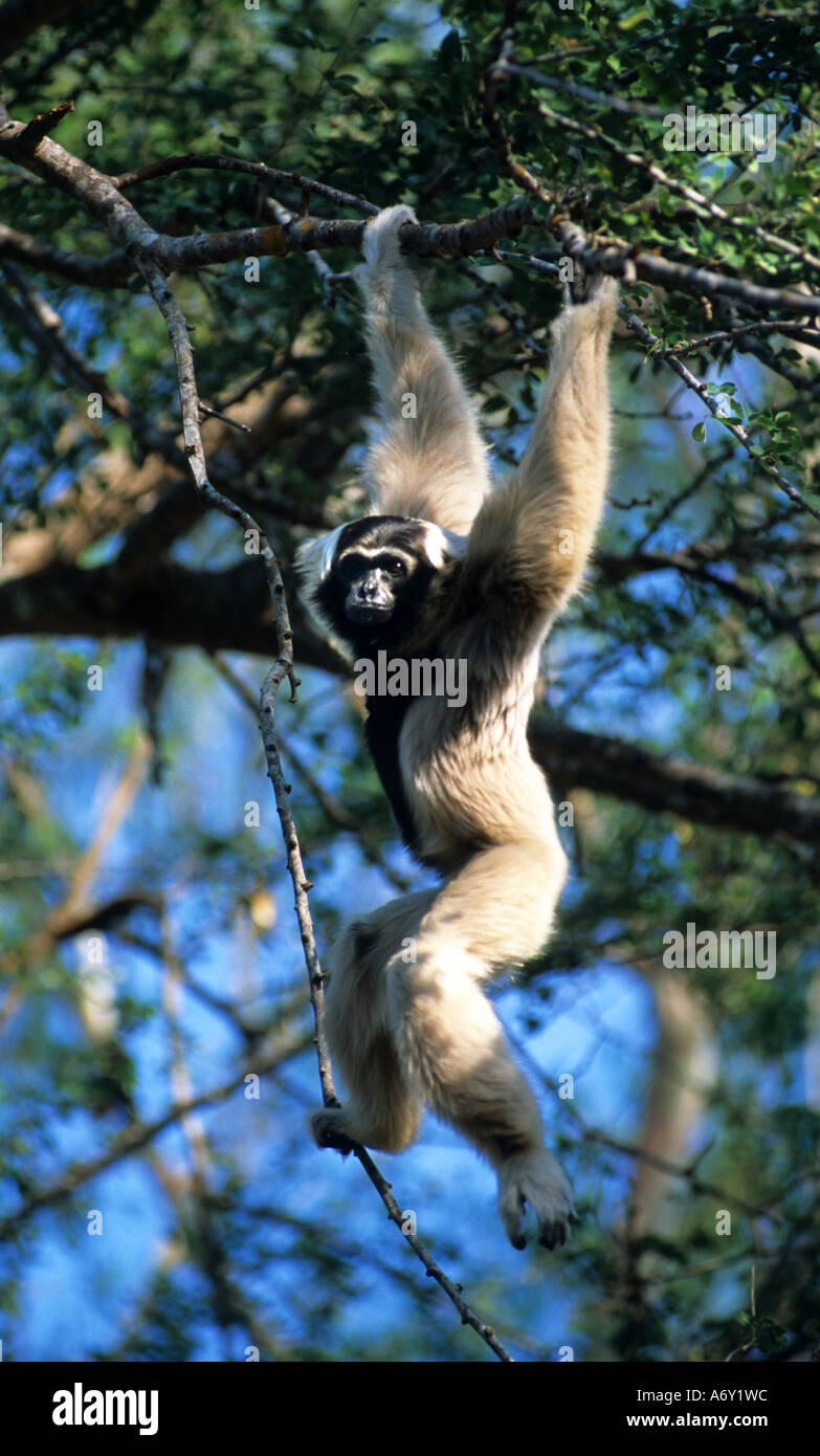 Monkey Thailand Thai Asia East Far South North Southeast Asian Asians ...