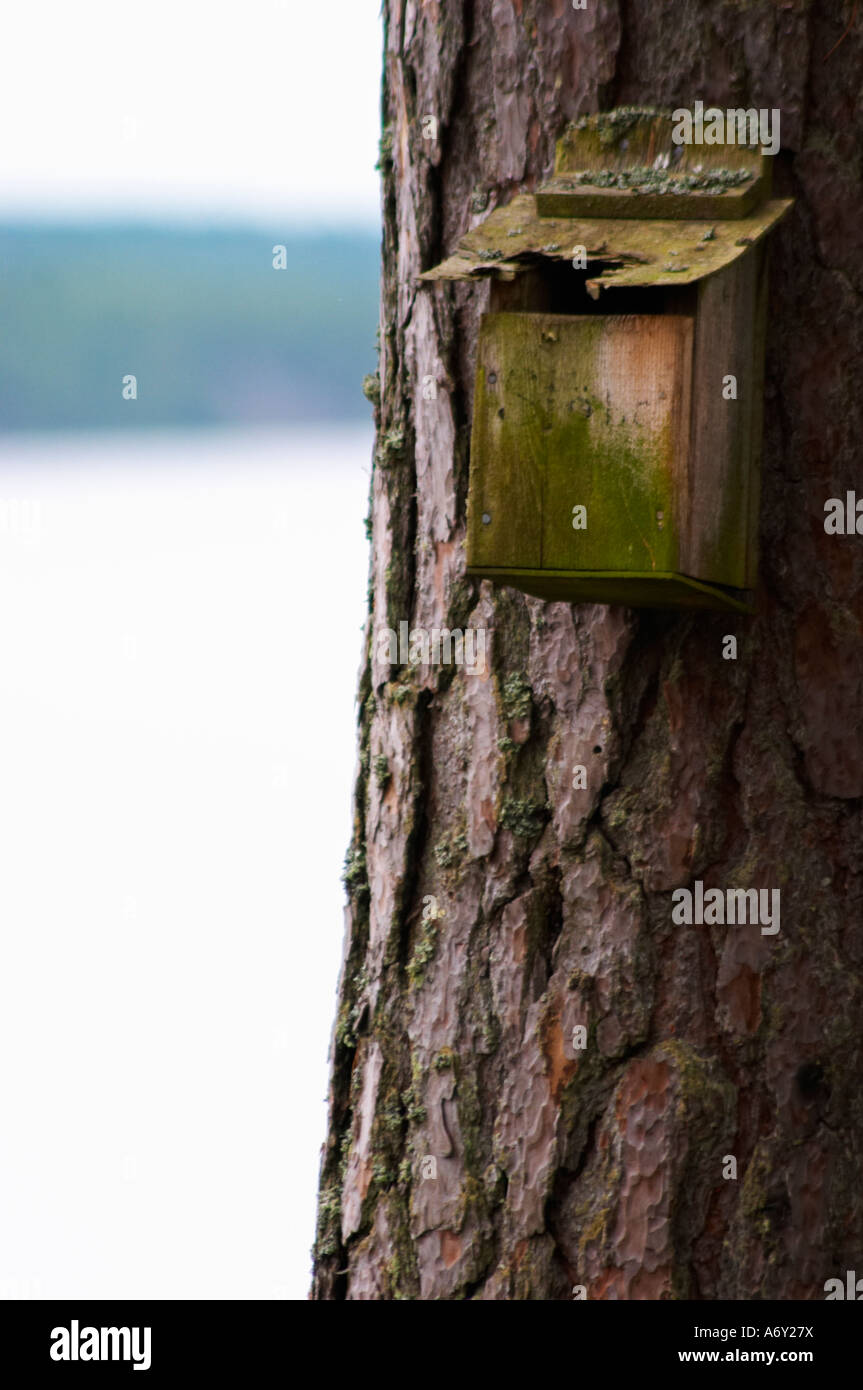 Tall nest box on a tree hi-res stock photography and images - Alamy