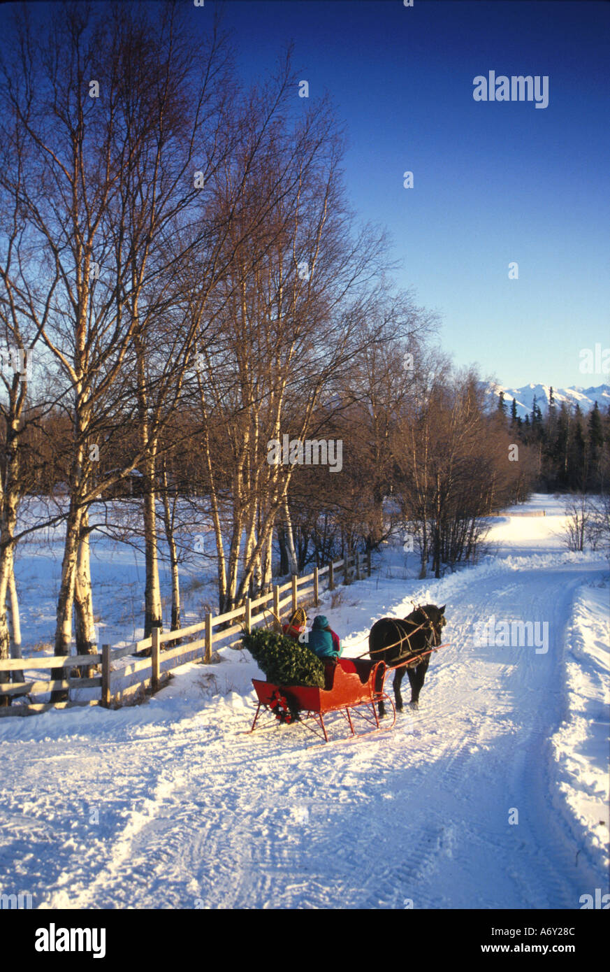 Horse drawn sleigh couple hi-res stock photography and images - Alamy