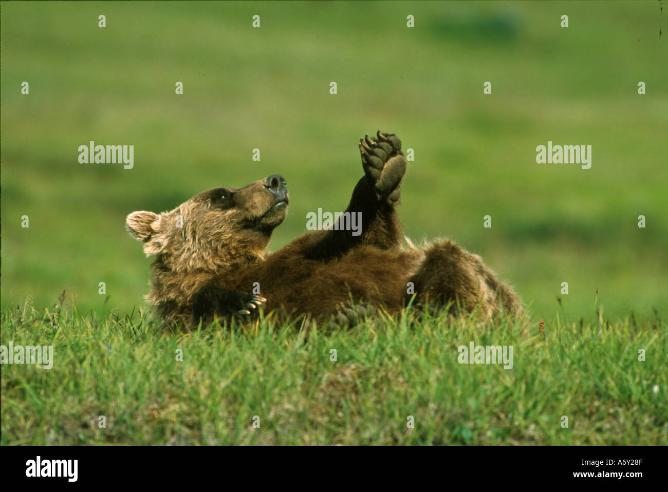 Brown Bear Cub lying on Back Denali NP Interior AK Summer Stock Photo ...