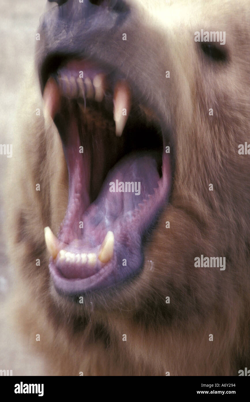 Growling Grizzly Bear High Resolution Stock Photography and Images - Alamy