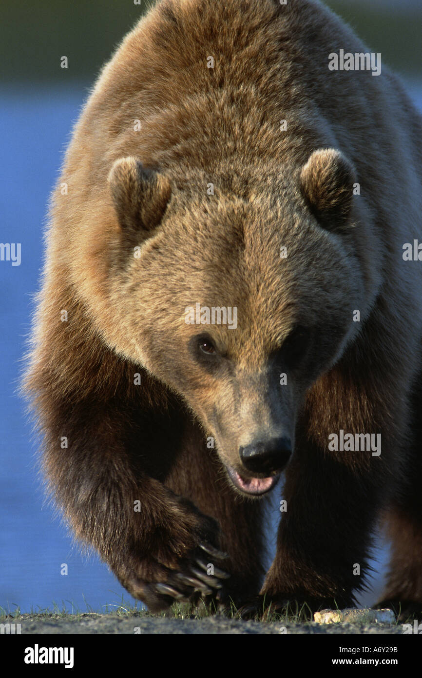 Bear walking forward hi-res stock photography and images - Alamy